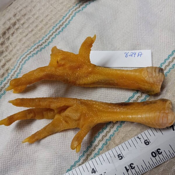 Preserved Chicken Feet - Etsy