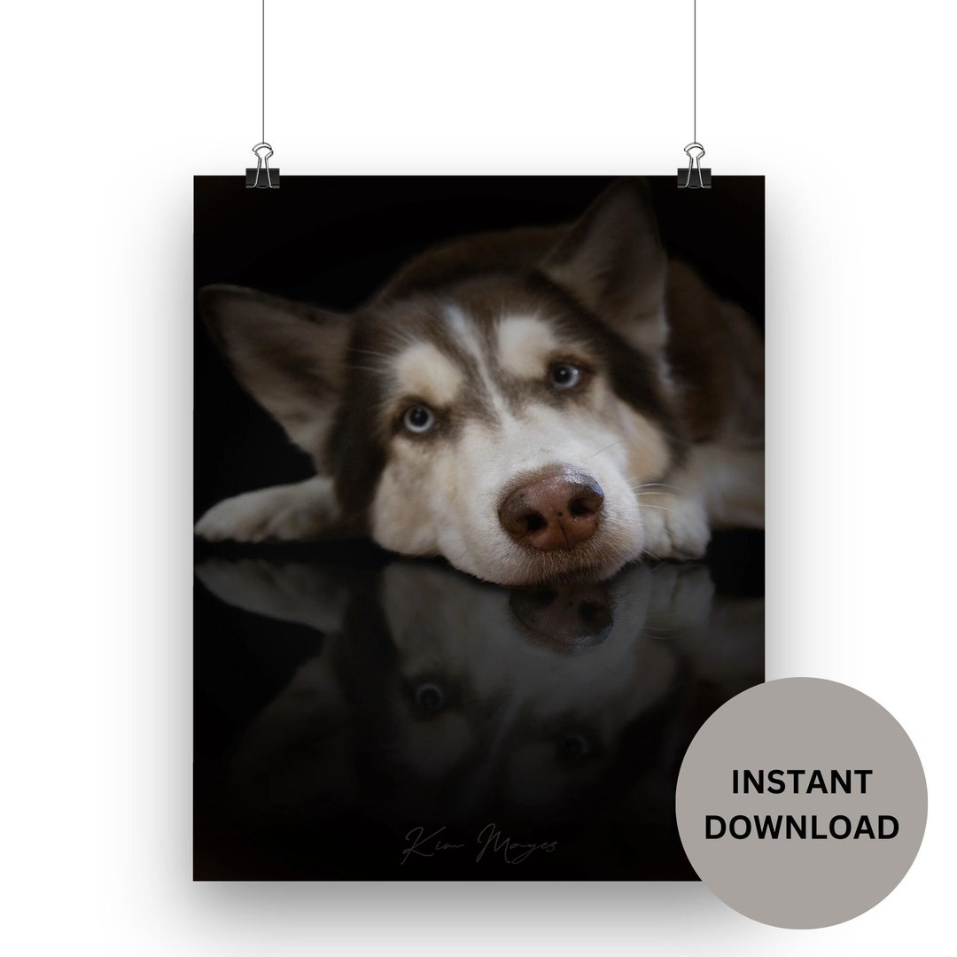Siberian Husky Wall Art, Husky Wall Decor, Siberian Husky Printable ...