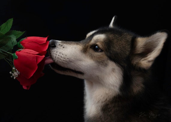 Rose With A Husky