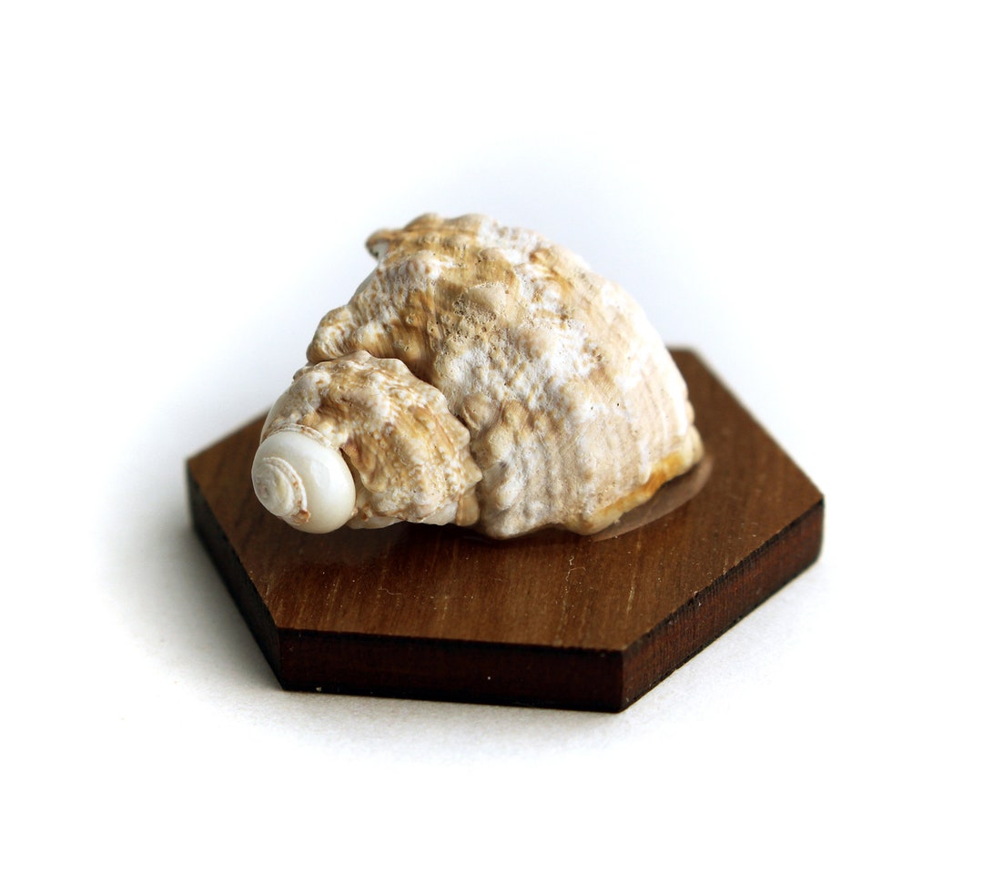 Beautiful Spiral Display Shell - Miniature Modern Decor - Etsy