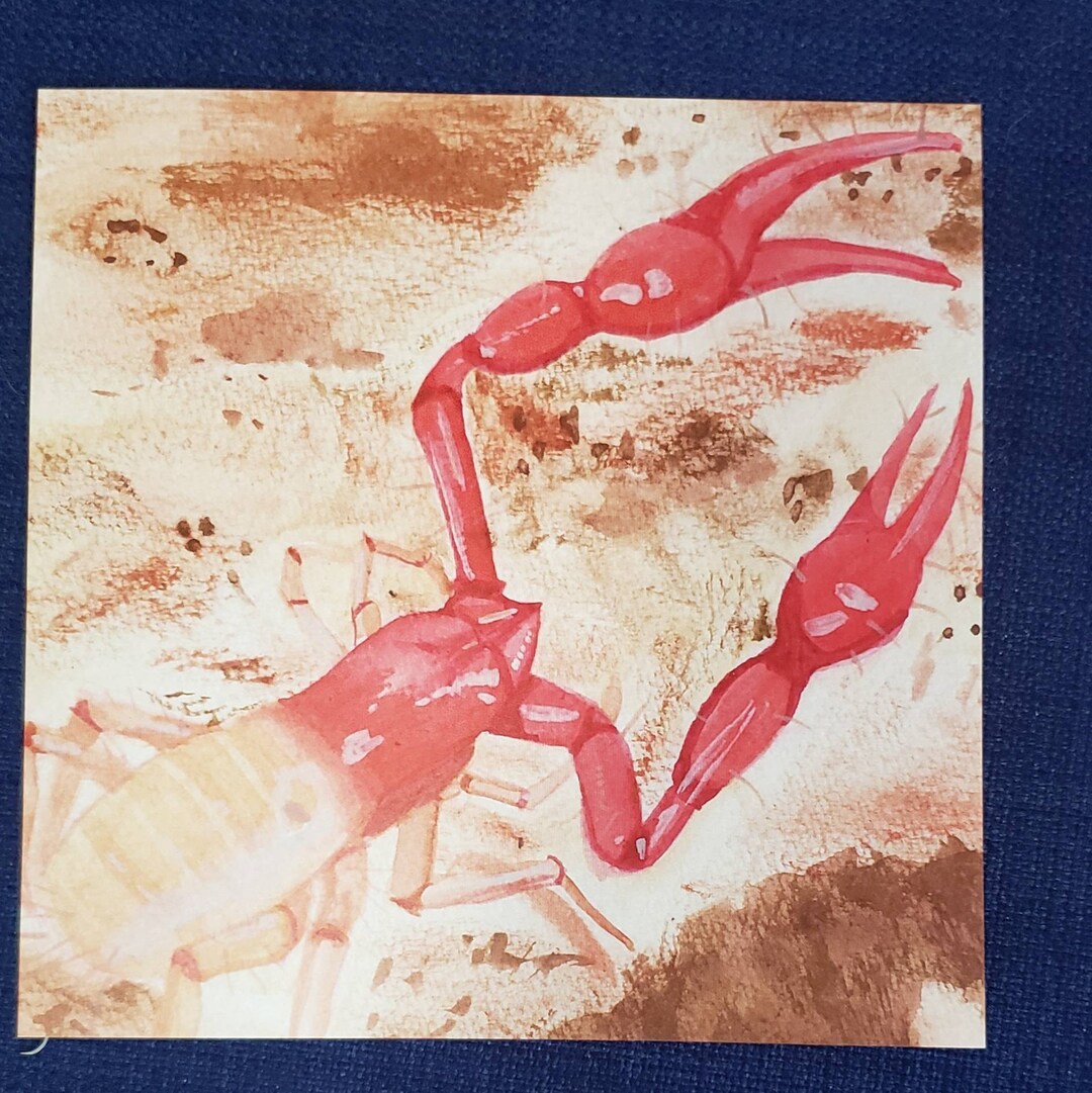 Tooth Cave Psudoscorpion 6x6 Wildlife Print Endangered Species - Etsy