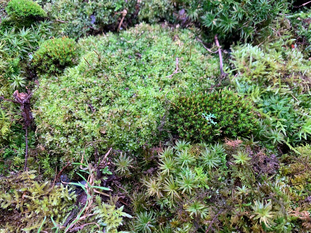 LIVE MOSS Mixed Bag of Wild Mosses From WNC - Etsy