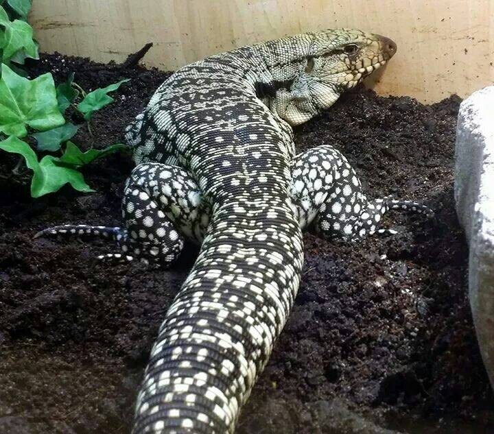 Tegu Lizard Bracelet Custom Made Black & White Tegu or Blue Tegu ...