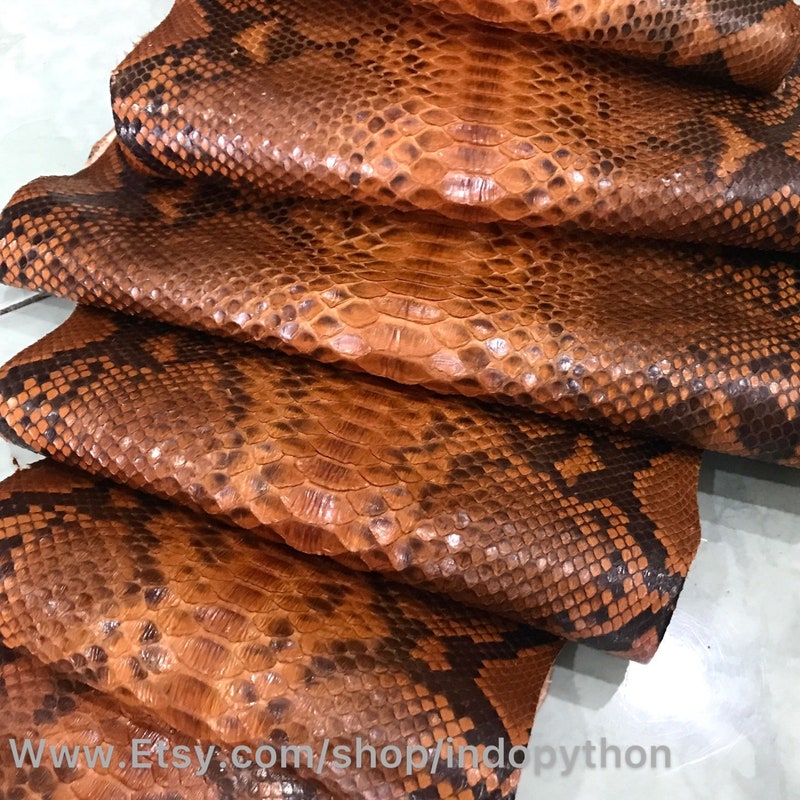 Real Snake Skin - Etsy