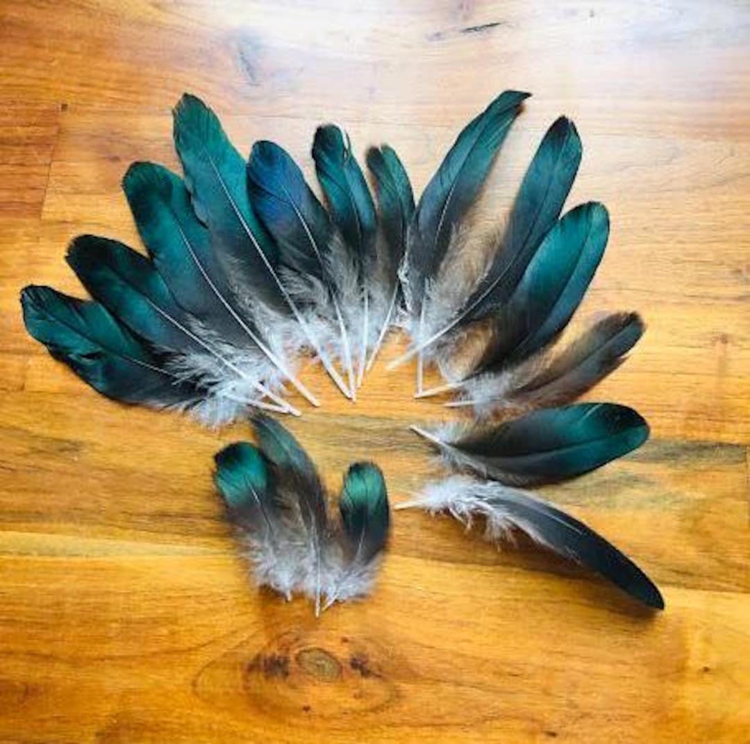15 Greenish Black Flank Feathers, Incredible Iridescence! From Muscovy ...