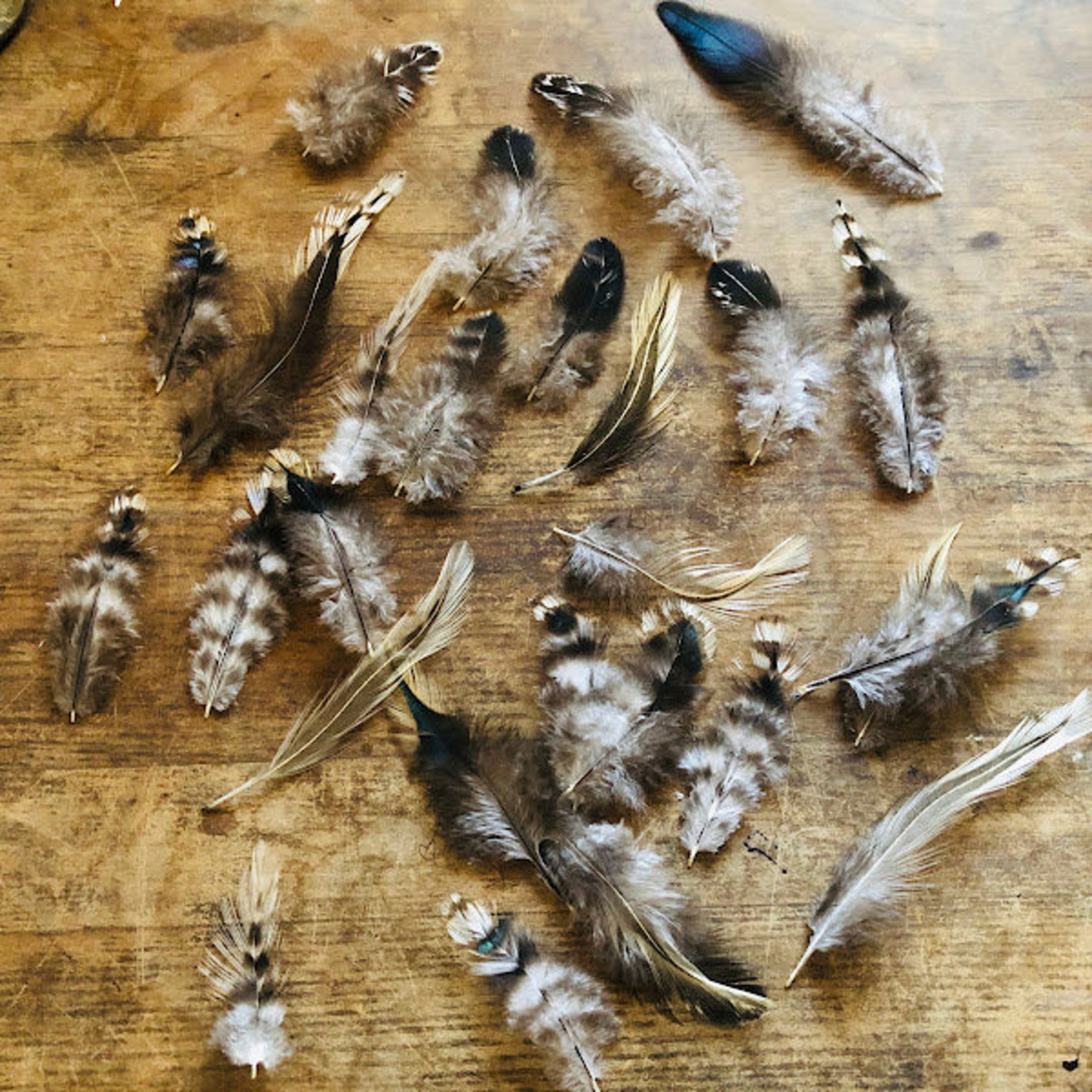 Ethical Feathers Irregular Black and White Barred Rooster - Etsy