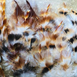 Miniature Feathers, a Bunch of Small Tiger Striped Feathers, Orange ...
