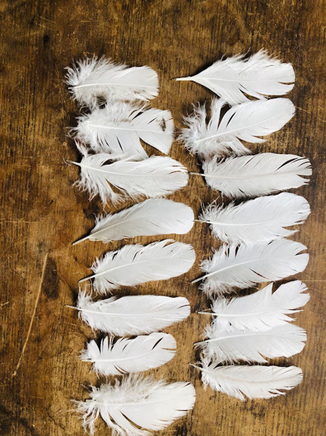 Cruelty Free Turkey Feathers for Crafts. 16 White Flat Turkey Feathers ...