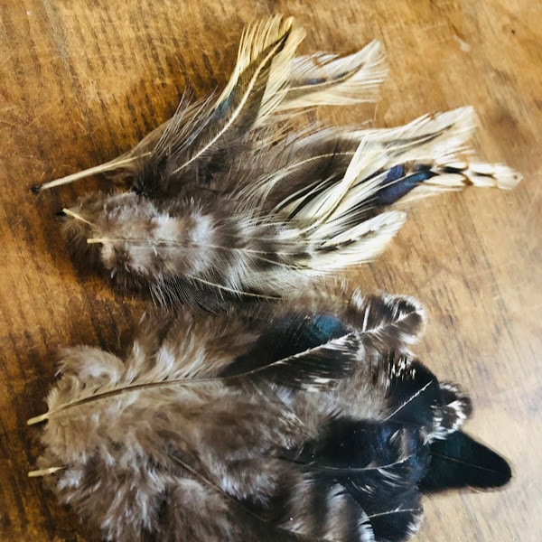 Ethical Feathers Irregular Black and White Barred Rooster - Etsy