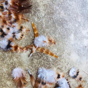 Miniature Feathers, a Bunch of Small Tiger Striped Feathers, Orange ...