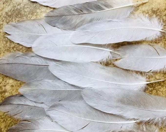16 Flat Gray Duck Feathers for Crafting. Grey, From Pasture Raised ...