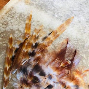 Miniature Feathers, a Bunch of Small Tiger Striped Feathers, Orange ...