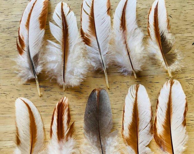 10 White and Orange Marbled Small Wing Feathers From a Free Range ...