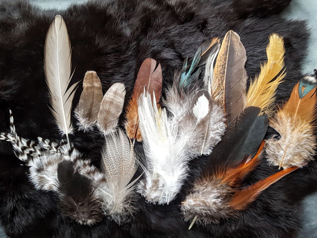 25 Assorted Feathers. Variety Pack! Sustainably Sourced Feathers, All ...