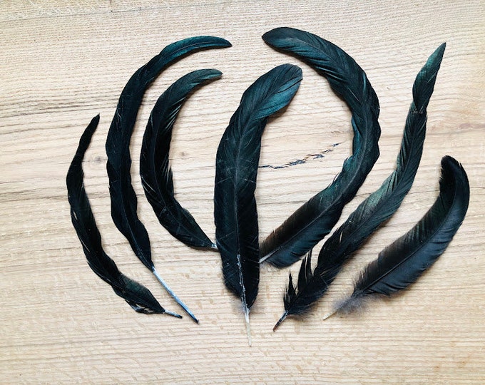 Cruelty Free Feathers - 7 Extra Long Shiny Black Tail Feathers, 8-13 ...