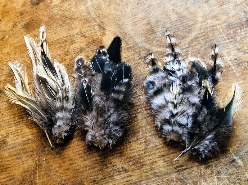 Ethical Feathers Irregular Black and White Barred Rooster - Etsy