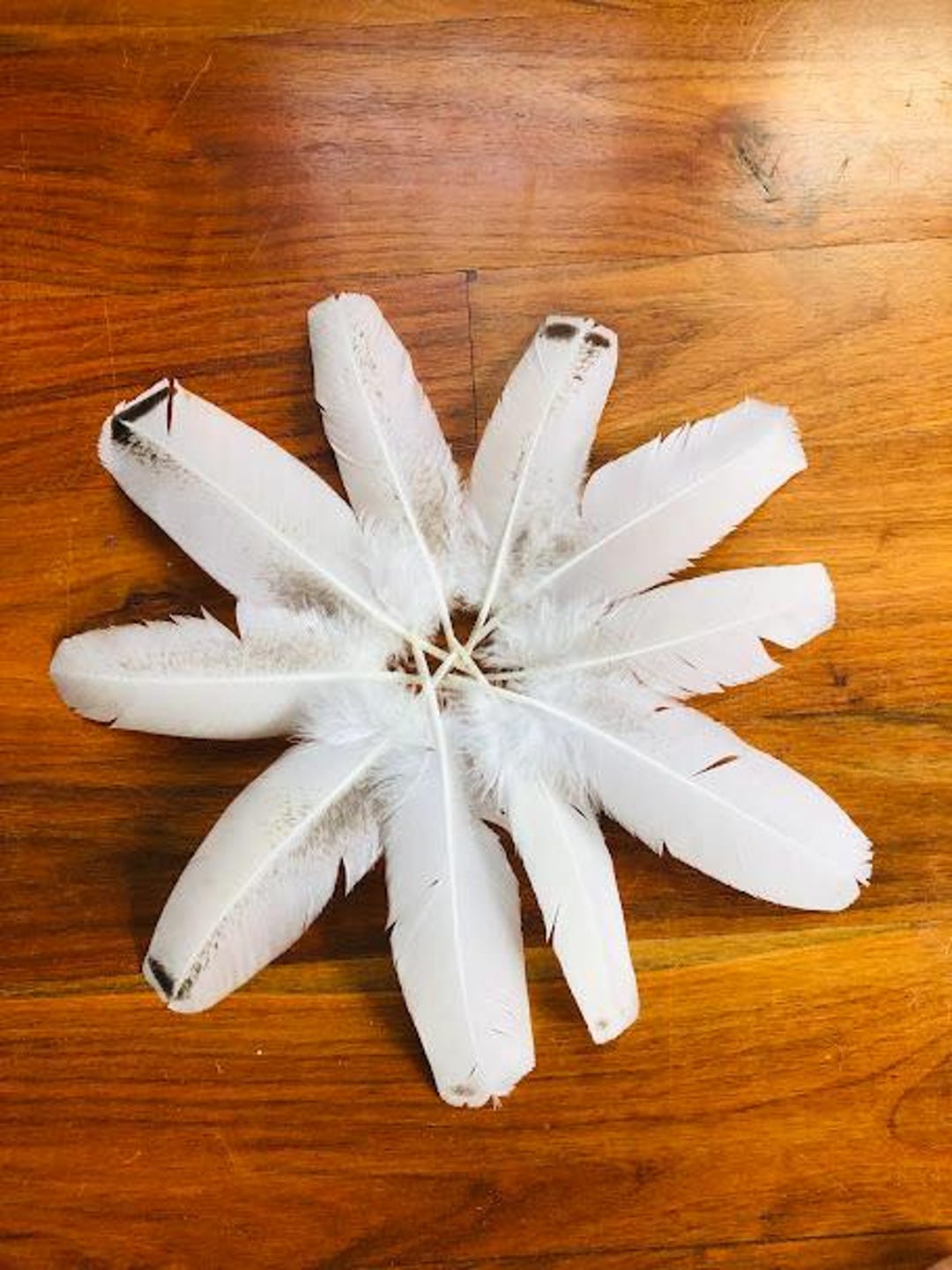 Medium White Turkey Wing Feathers, Cruelty Free Feathers! 10 Shiny 5"-7 ...