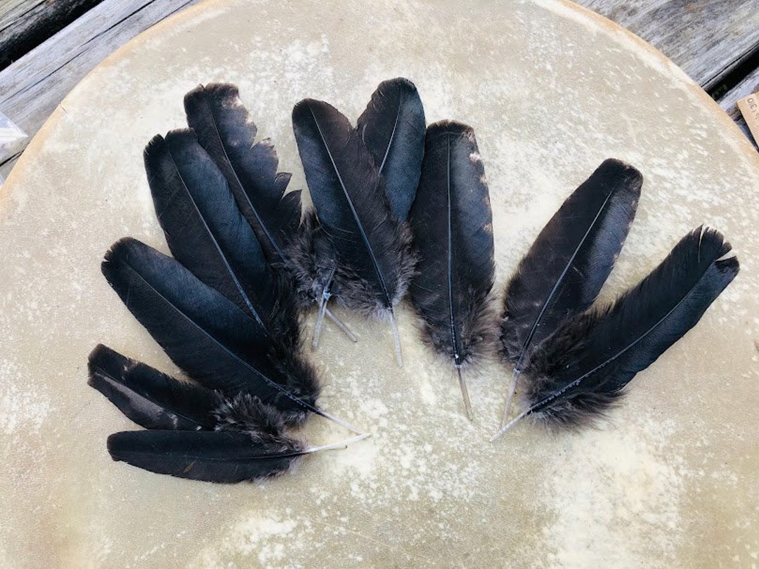Medium/small Black Turkey Feathers 10 Shiny 57 Black Turkey Feathers ...