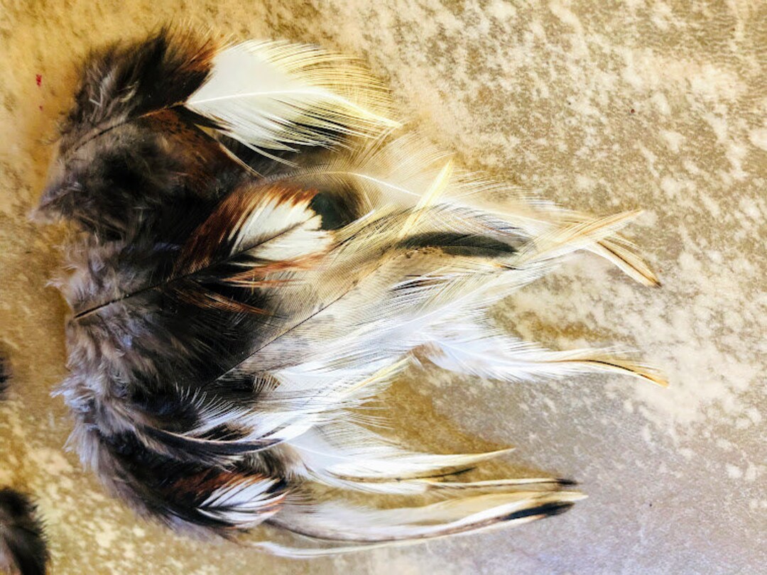 Cruelty Free Feathers: calico Owl Feathers, 25 Assorted Rooster ...
