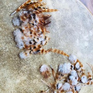 Miniature Feathers, a Bunch of Small Tiger Striped Feathers, Orange ...