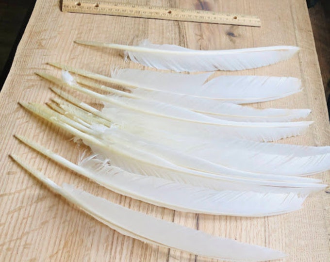 10 Huge White Wing Feathers From a Bourbon Red Turkey. Quill Feathers ...