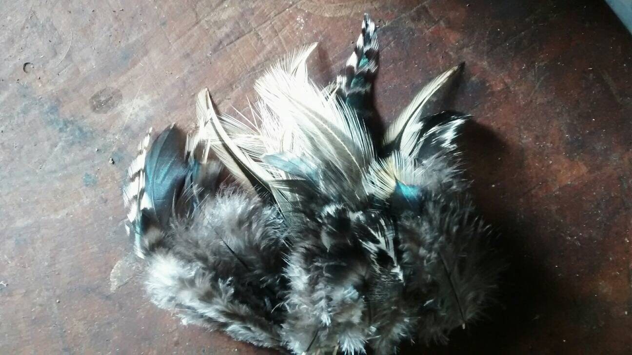 Ethical feathers irregular black and white barred rooster | Etsy