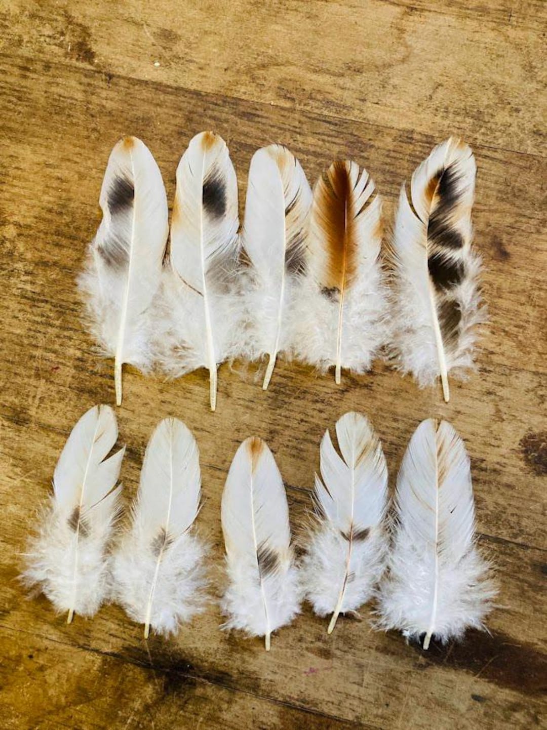 Cruelty Free Feathers - 10 All Natural Black and White Secondary Wing ...