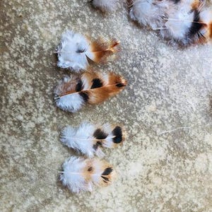 Miniature Feathers, a Bunch of Small Tiger Striped Feathers, Orange ...