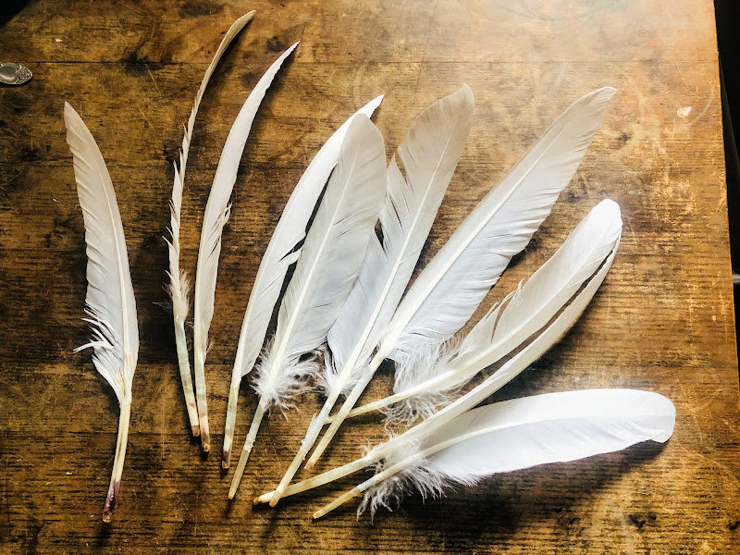 Cruelty Free Feathers 10 Very Long White Duck Primaries, Large Wing ...