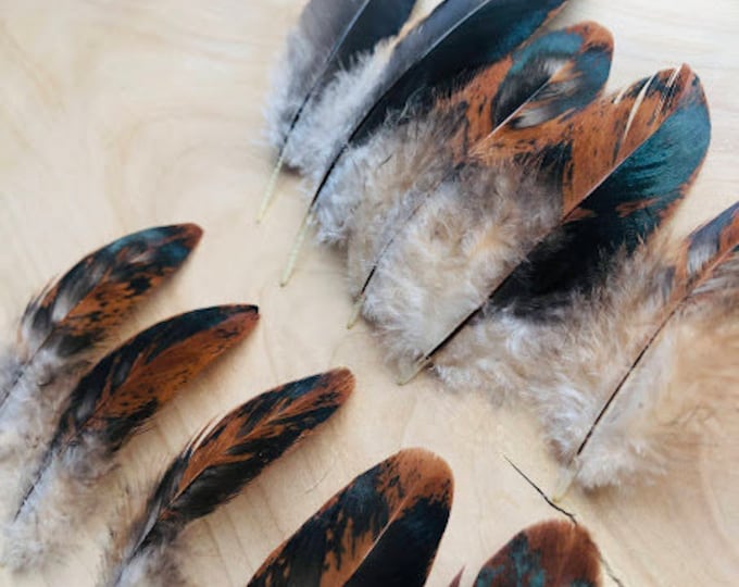 Cruelty Free Feathers - 10 All Natural, Calico Secondary Wing Feathers ...