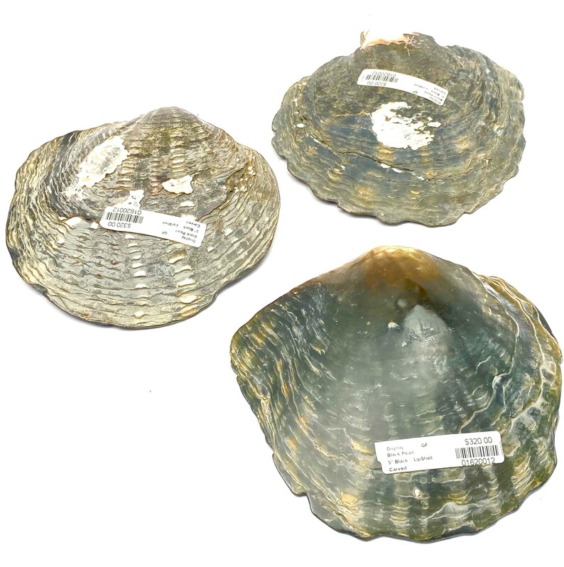 Tahitian Carved Marlin Lip Oyster Shell, 100% Natural Color, SKU ...