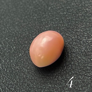100% Natural Conch Pearls, Conch #19 - Conch 26 - Etsy