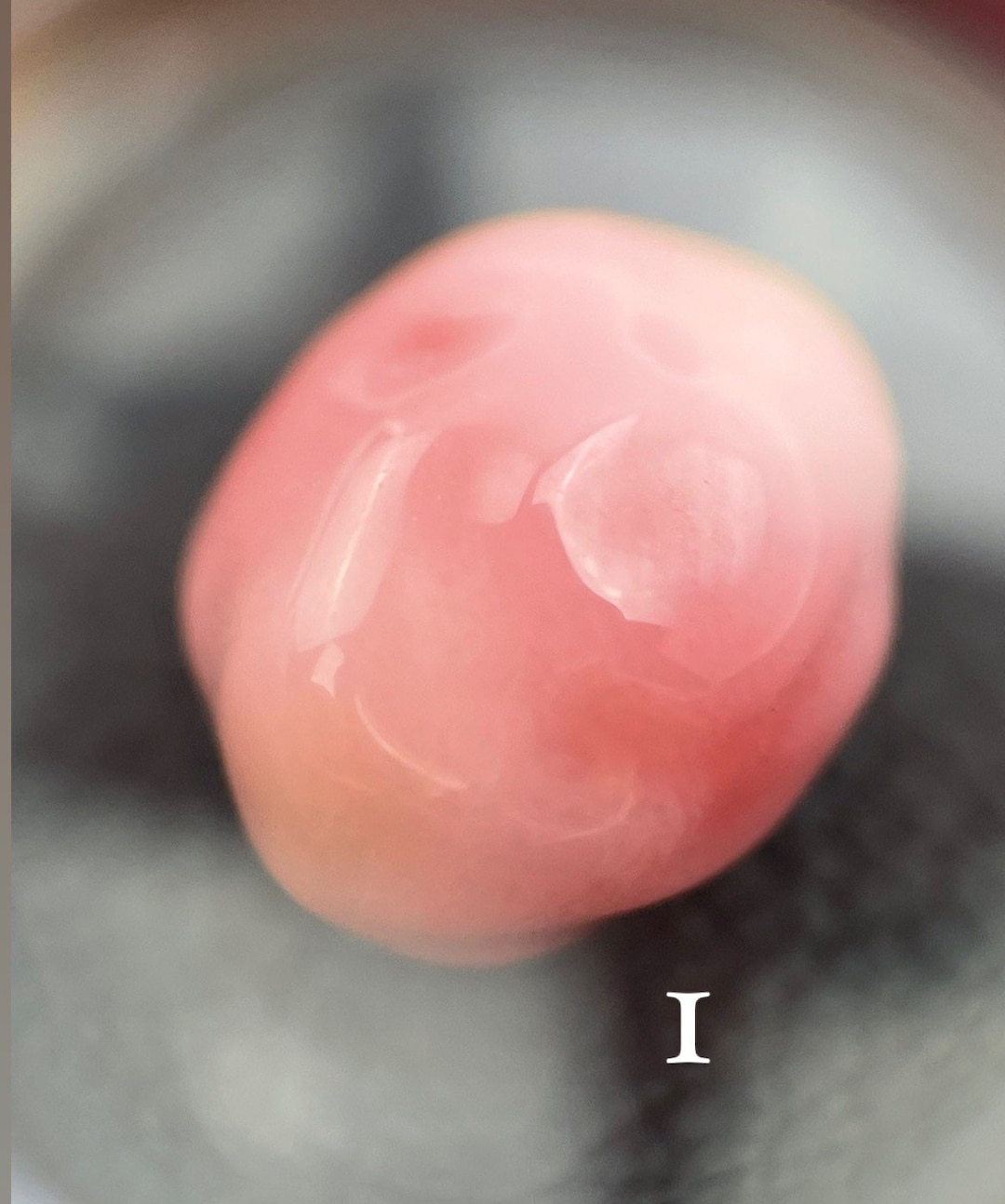 Conch Pearls, Conch 5 & Conch 6, Natural Pearls, Conch Pearl - Etsy