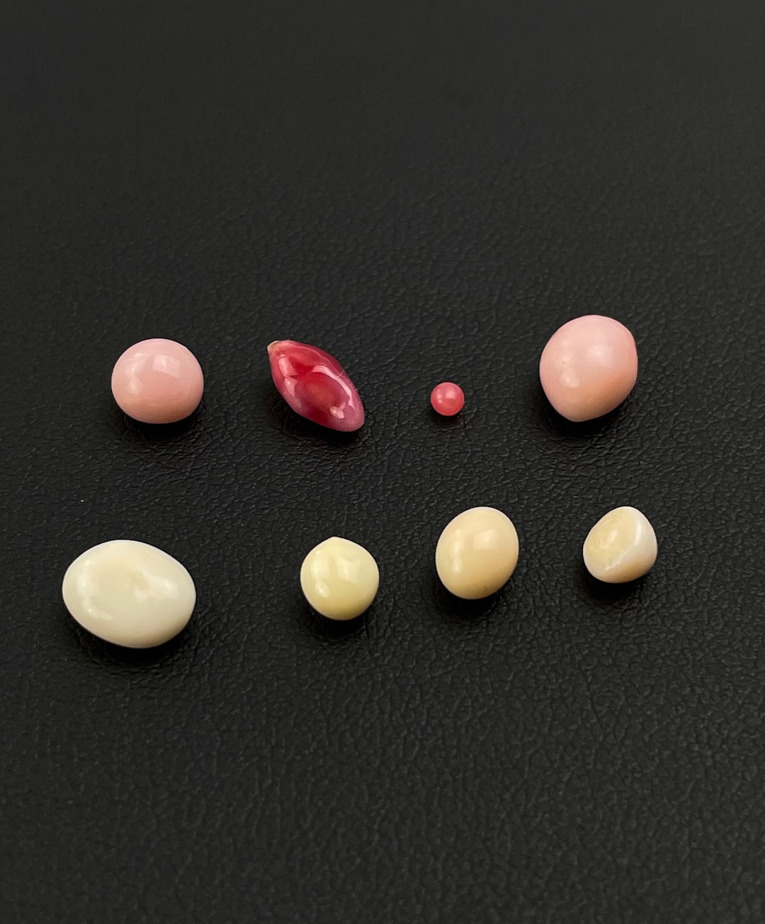 100% Natural Conch Pearls, Conch #19 - Conch 26 - Etsy