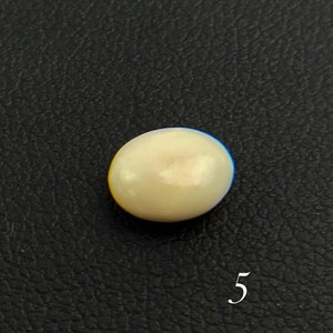 100% Natural Conch Pearls, Conch #19 - Conch 26 - Etsy