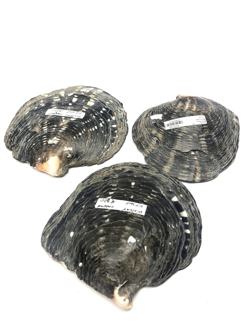 Tahitian Carved Marlin Fish Lip Oyster Shell 100% Natural - Etsy