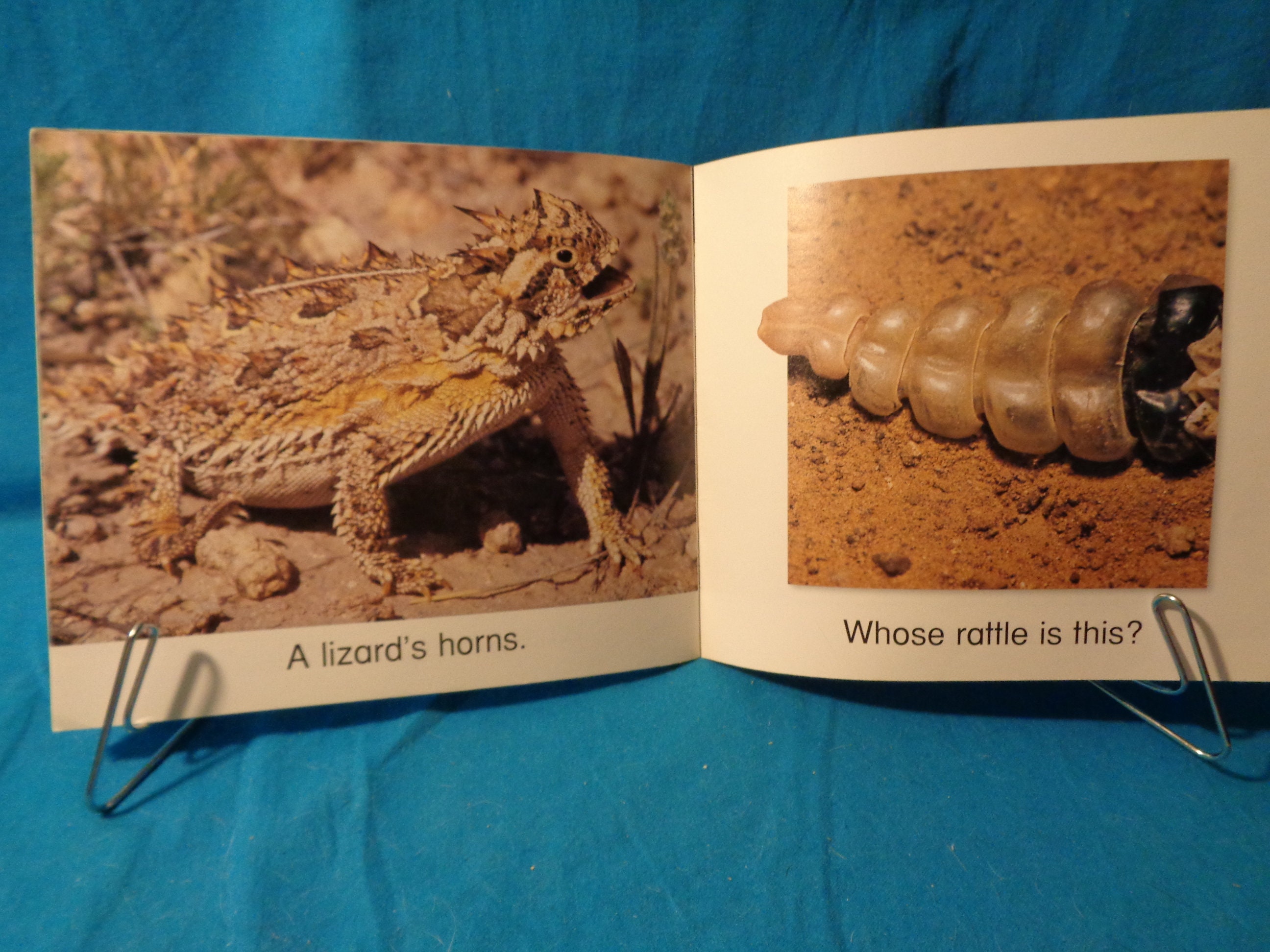 Vintage 1998 Snakes and Lizards Book by Daniel Moreton and Pamela ...