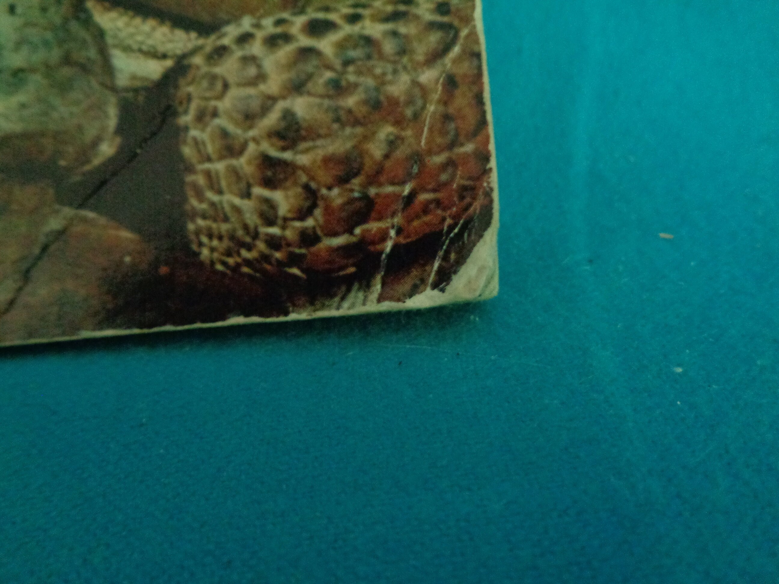 1969 Walt Disney's Living Desert A True Life Adventure A Golden Book by ...
