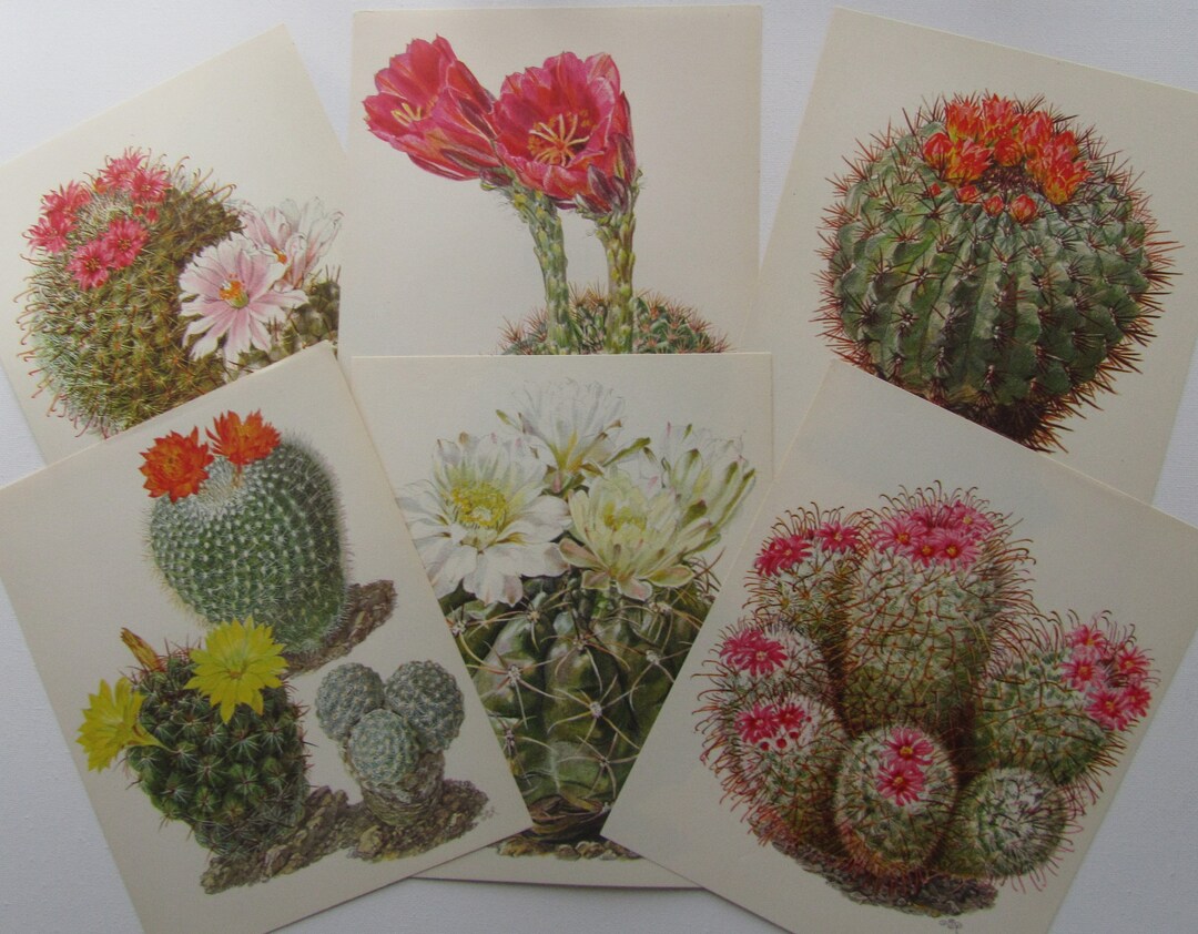6 Botanical Prints Cacti, Original Cactus Illustrations, Vintage Artis ...