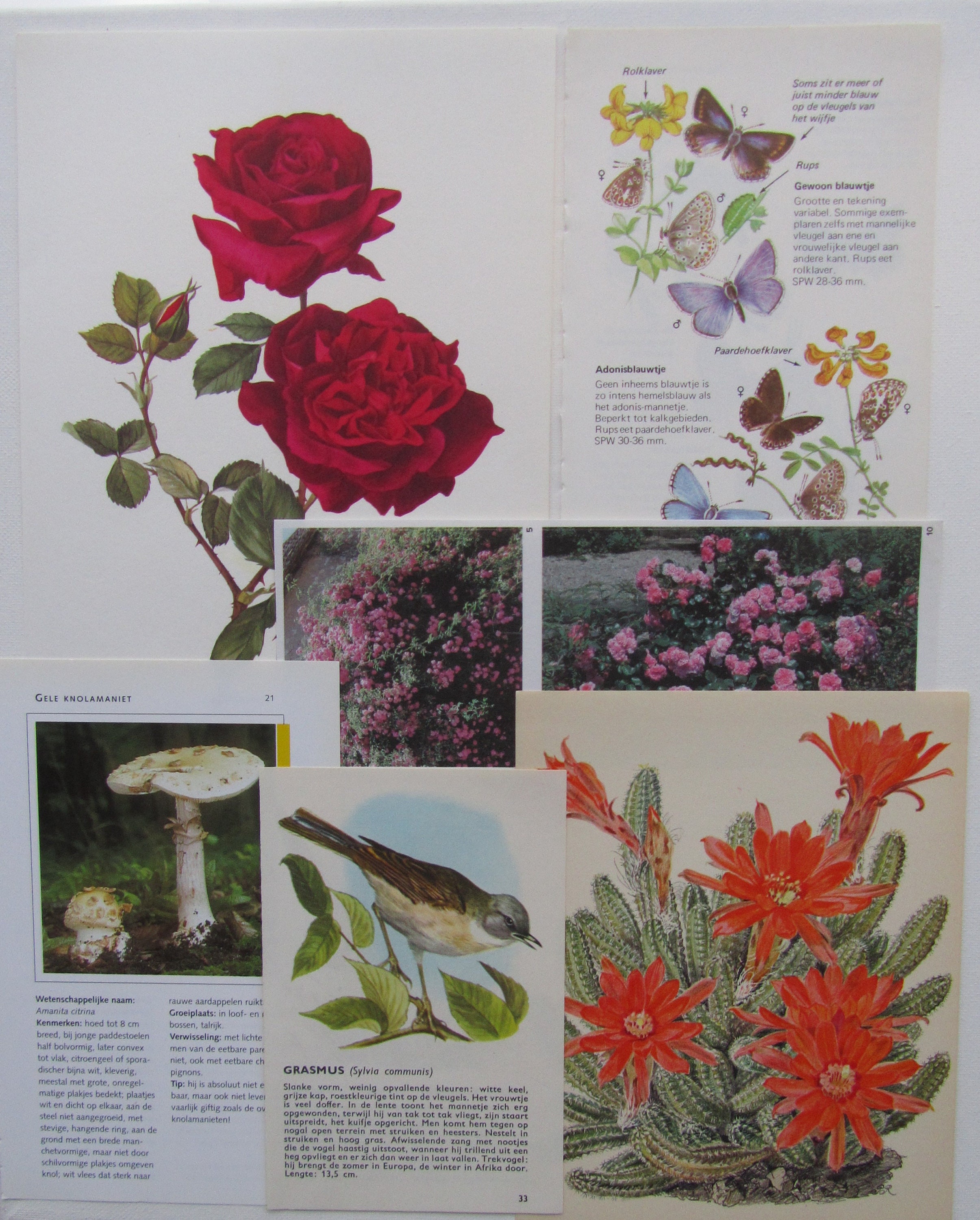 Vintage Ephemera Pack, 50 Pieces, Srapbooking, Collages, Junk Journal ...