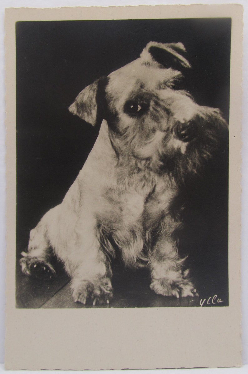 Vintage Postcard of a Beautiful Dog, Antique Postcards Dogs, Old ...