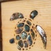 Abalone Wall Art Turtle - Etsy