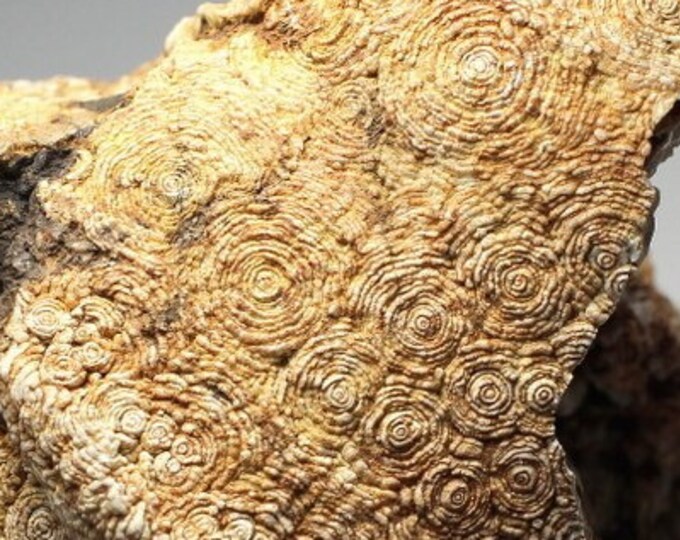 Beekite - Siphonophrentis Gigantea, Horn Coral Fossil - Minutely ...