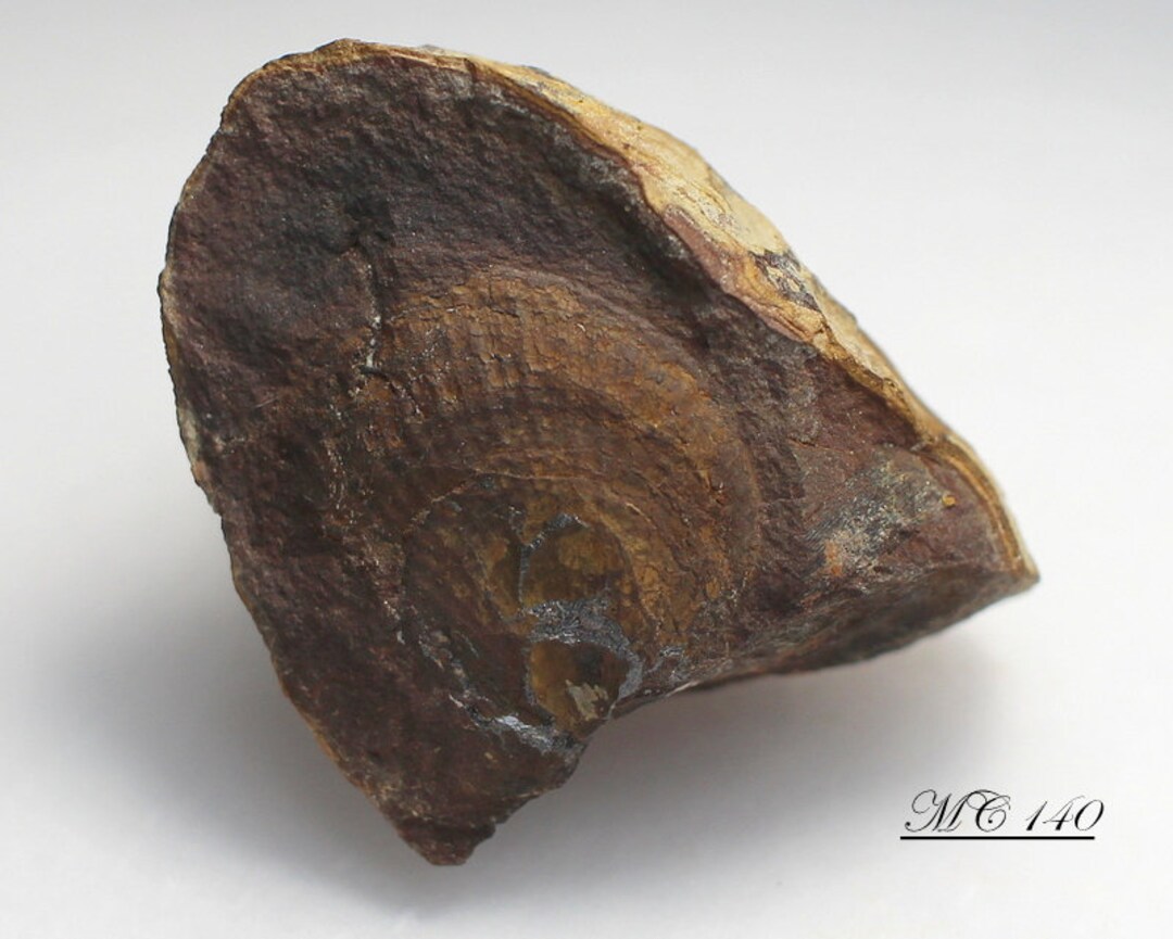 Fossil Scallop 'aviculopecten Mazonensis', Carboniferous Period, in ...