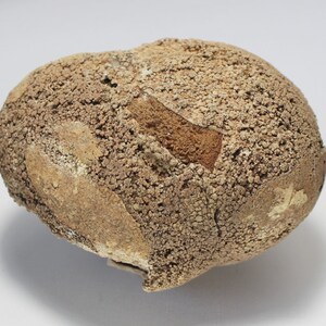 Crinoid Bulb Large Solid Crinoid Bulb Fossil High-definition Devonian ...