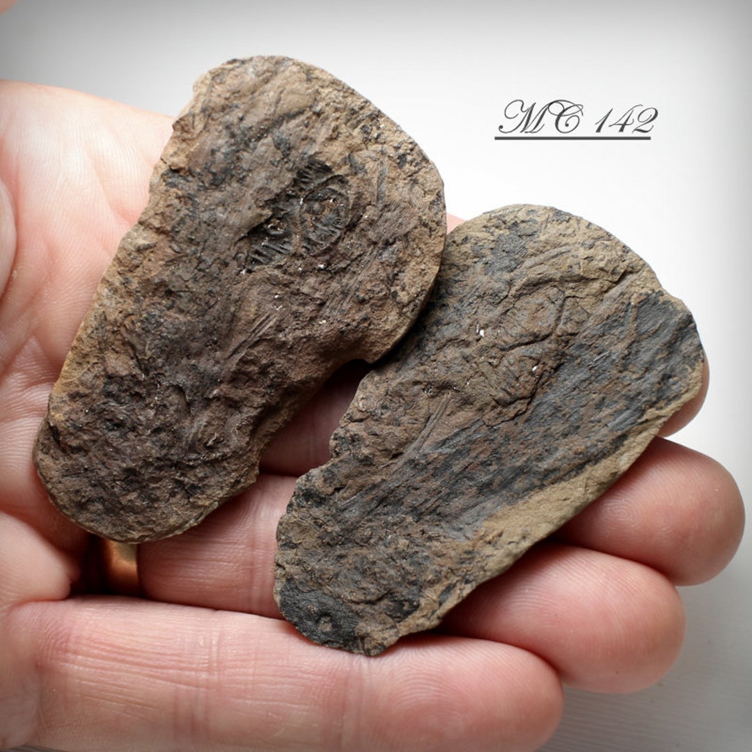Mazon Creek Fossil High Detail Lycopsid, Lepidodendron Bark Leaf ...