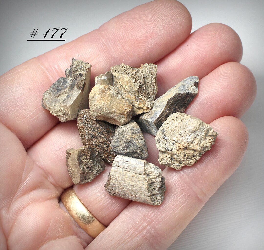 A Grouping of Authentic Dinosaur Bone Fossil Fragments From the Hell ...