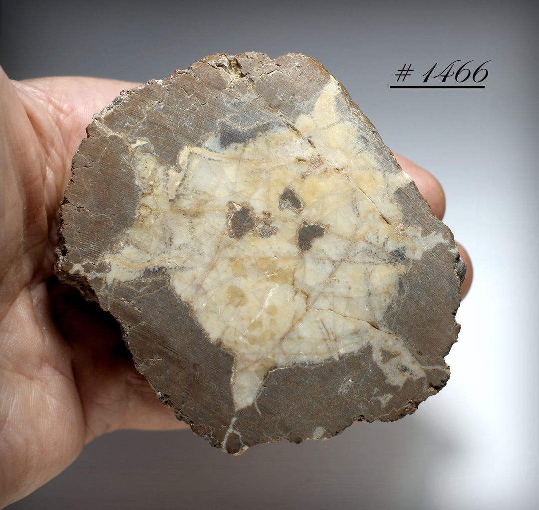 Dugway Geode (nodule) - Unpolished Nodule Half, of Rhyolite and Quartz ...