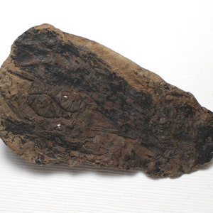 Mazon Creek Fossil High Detail Lycopsid, Lepidodendron Bark Leaf ...
