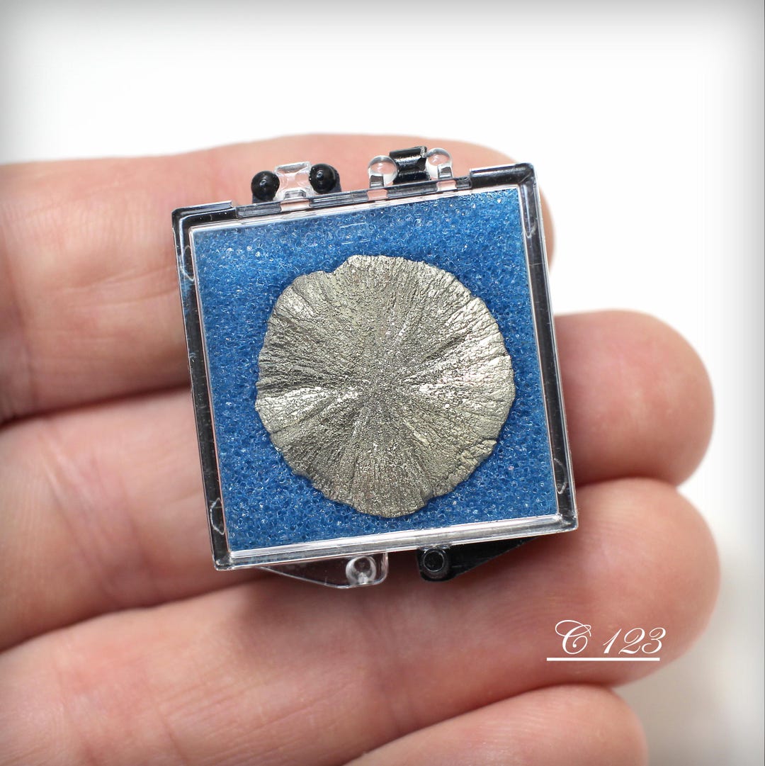Mini Pyrite Sun Mineral Specimen: Sparta, Illinois - Display Case - Etsy